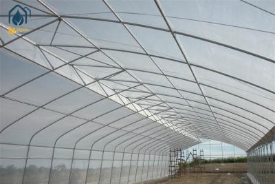 China Customizable Tunnel Multi Span Greenhouse 5m - 12m Width With Drip Irrigation System for sale