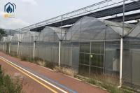 China Agricultural Multi Span Strawberry Green House Plastic Shed Tomato Tunnel Greenhouse for sale