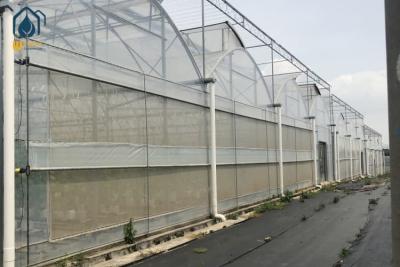 China Large Complete Waterproof Multi Span Greenhouse For Tomato Plant Growing for sale