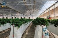 China Big Agricultural Modern Garden Greenhouse Plastic Film Multi Span Nursary Greenhouse for sale