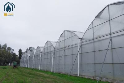 China Agricultural Multi Span Greenhouse Hot Dip Galvanized Steel Frame Greenhouse for sale
