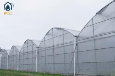 China Gable / Arch Commercial Hydroponic Greenhouse Energy Efficient Large Scale Greenhouses for sale