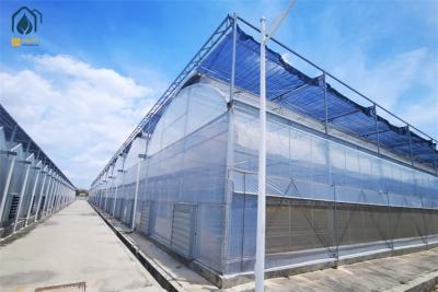 China Tomato Lettuce Hydroponic Green Houses Agricultural Reinforced Plastic Greenhouse for sale