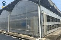 China Plastic Multi Span Greenhouse Customized Eco Friendly Greenhouses With Temperature Controlled Growing for sale