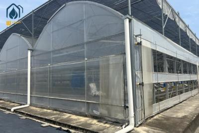 China Plastic Multi Span Greenhouse Customized Eco Friendly Greenhouses With Temperature Controlled Growing for sale