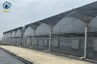 China Transparent Multi Span Greenhouse Customized Plastic Large Greenhouse Commercial for sale
