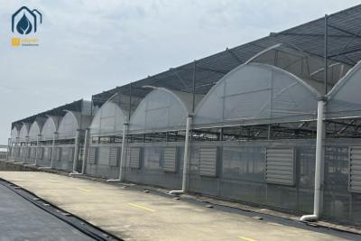 China Transparent Multi Span Greenhouse Customized Plastic Large Greenhouse Commercial for sale