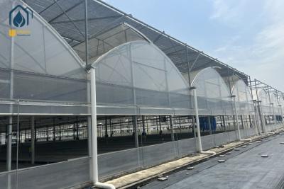 China UV Resistant PE Film Greenhouse Customized Herb Greenhouse With Hydroponic System for sale