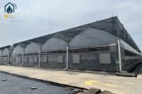 China Commercial Multi Span Greenhouse Customized Large Scale Greenhouse With Automatic Watering System for sale