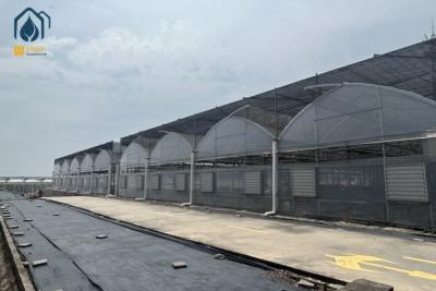 China Customized Multi Span Greenhouse Plastic Lettuce Greenhouse For Leafy Greens Cultivation for sale