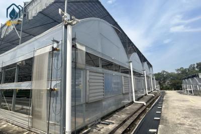 China Commercial Hydroponic System Greenhouse Multi Span Hydroponic Farming Greenhouse Customized for sale