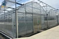 China Customized Multi Span Greenhouse Commercial Greenhouse System For Tomatoes and Peppers for sale