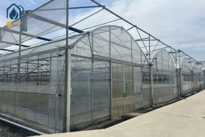 China Multi Span Greenhouse For Sustainable Farming And Soil Free Farming for sale
