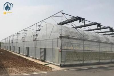 China Gothic Plastic Poly Film Greenhouse Tropical Sawtooth Type Greenhouse For Agricultural Vegetable Tomato for sale