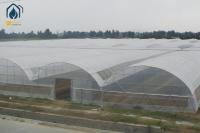 China Agricultural Multi Span Greenhouse Tunnel PE Film Greenhouse With Ventilation System for sale