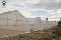 China Versatile Commercial Green House Single Span Plastic Green Houses Customized For Vegetables for sale