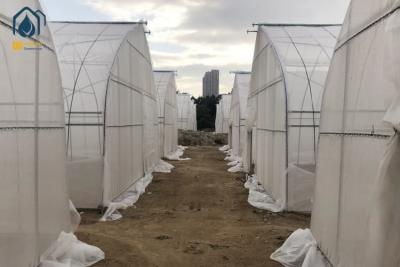 China Galvanized Steel Tunnel Greenhouse Single Span PE Cover Greenhouse For Agriculture for sale