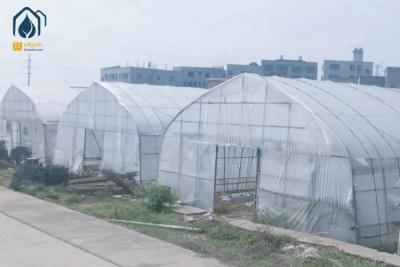 China Hot Dip Galvanized Pipe Greenhouse Energy Efficient Greenhouse For Agriculture for sale