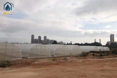 China Customized Tunnel Greenhouse Transparent PO Film Greenhouse For Flowers Plant for sale