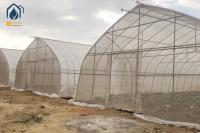 China Commercial Agricultural Tunnel Greenhouse Large UV Protection Greenhouse for sale