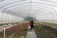 China UV Block Plastic Covering Greenhouse Galvanized Steel Frame Greenhouses For Commercial Agriculture for sale