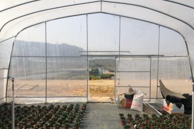 China Commercial Poly Tunnel Greenhouses Prefabrecated Steel Structure Greenhouse for Fruit Farming for sale