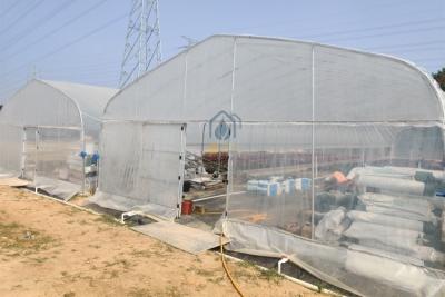 China Agriculture High Tunnel Greenhouse Heat Preservation / Rain Protection Walk In Greenhouse for sale