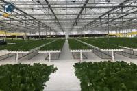 China Vertical Hydroponic Growing System White Soilless Growing Systems For  Greenhouse Vegetabl for sale
