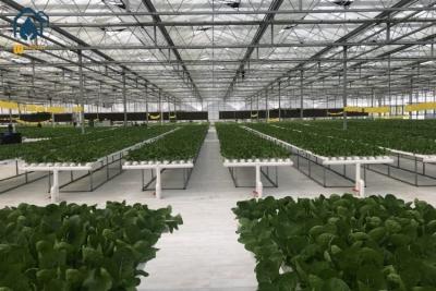 China Vertical Hydroponic Growing System White Soilless Growing Systems For  Greenhouse Vegetabl for sale