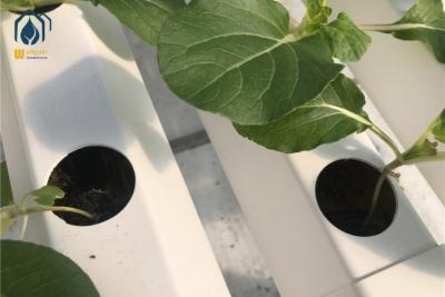 China Large Vertical Hydroponic Growing Systems 100mm Hydroponic NFT System for sale