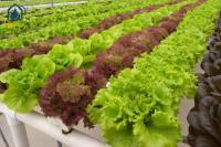 China Space Saving Hydroponic Growing System Square NFT Gully System For High Yield Vegetable Growing for sale