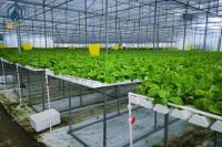 China Indoor Vertical Hydroponic Farming System PVC Hydroponic Tube Systems Customized for sale