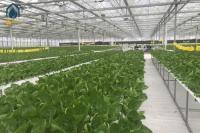 China Customized NFT Hydroponic System 100*50mm PVC Pipe Hydroponics System for sale