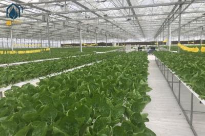 China Customized NFT Hydroponic System 100*50mm PVC Pipe Hydroponics System for sale