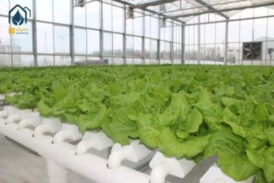 China Commercial Hydroponic Grow Systems Durable Hydroponic NFT Systems For Lettuce And Herbs for sale