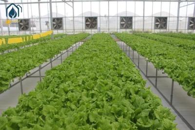 China UV Resistant Hydroponic Growing System Lettuce Grow NFT Hydroponic Systems for sale