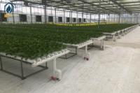 China NFT Hydroponic PVC Pipe Compact Hydroponic Planting Systems Indoor With Rapid Nutrient Cycling for sale