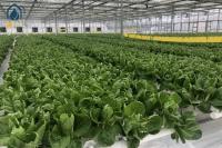 China PVC Hydroponic Growing System Customized NFT Gully Systems For Leafy Greens Cultivation for sale