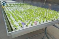 China UV Protective Hydroponic Flood Table OEM / ODM Greenhouse Plant Trays for sale