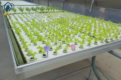 China UV Protective Hydroponic Flood Table OEM / ODM Greenhouse Plant Trays for sale