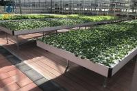 China Outdoor / Indoor Ebb And Flow Rolling Benches Galvanized Greenhouse Growing Tray for sale
