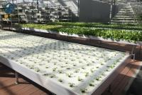 China ABS Ebb And Flow Rolling Benches Customized Greenhouse Seedling Trays Adjustable Height for sale
