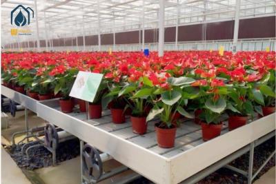 China Custom Size Ebb And Flow Table Hydroponic Greenhouse Seedling Trays 4x8 ft for sale