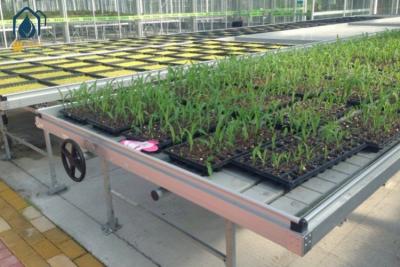 China Agricultural Ebb And Flow Rolling Benches Indoor Grow Room Benches for sale
