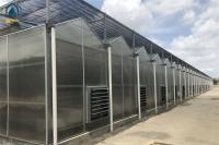 China Customized Polycarbonate Panels Greenhouse 8m / 9.6m / 12m Span Width Year Round Vegetable Greenhouse for sale