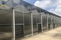 China Commercial Polycarbonate Greenhouse Durable Metal Framed Greenhouse For Organic Vegetable Farming for sale