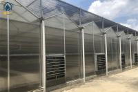 China Customized Modern Farms Greenhouse UV Resistant Polycarbonate Panel Greenhouse for sale