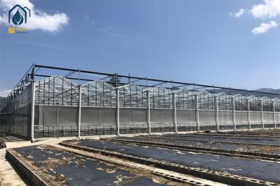 China Tempered Glass Greenhouse Hot Galvanized Steel Tube Greenhouse 8m 9.6m 12m Span Width for sale