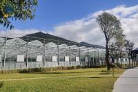 China Turnkey Multi Span Greenhouses Agricultural Tomato Plant Greenhouse Large Size for sale