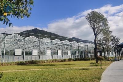China Turnkey Multi Span Greenhouses Agricultural Tomato Plant Greenhouse Large Size for sale
